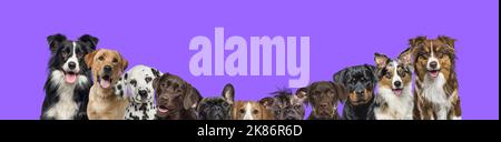 Collage with different dogs on white background. Banner design Stock ...