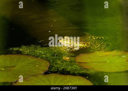 A closeup of Albanian water frog in a green water Stock Photo - Alamy