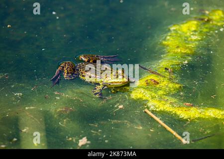 A Closeup of Albanian water frog in a green water Stock Photo - Alamy