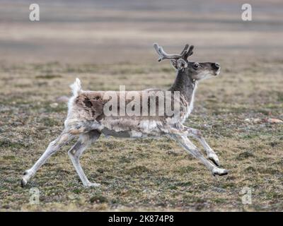 Peary Caribou (Rangifer tarandus pearyi) running, Banks Island, Canada ...