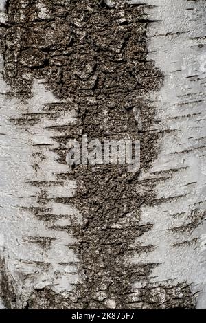 High quality bark closeup background and texture ( wood texture Stock ...
