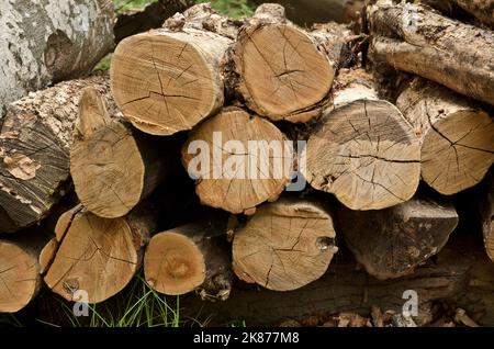 Sectioned tree trunks Stock Photo - Alamy