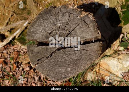 Sectioned tree trunks Stock Photo - Alamy
