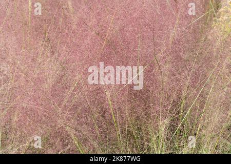 Hairawn Muhly (Muhlenbergia capillaris Stock Photo - Alamy