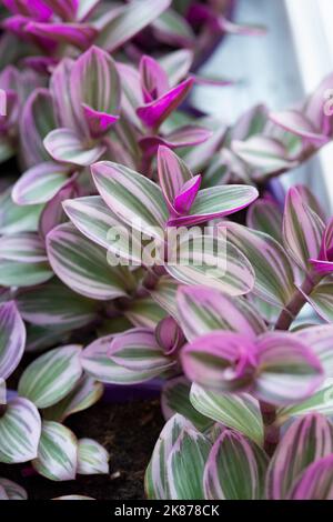 a wandering jew plant (Tradescantia zebrina) also known as Inch Plant ...