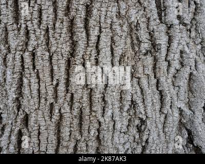 High quality bark closeup background and texture ( wood texture Stock ...