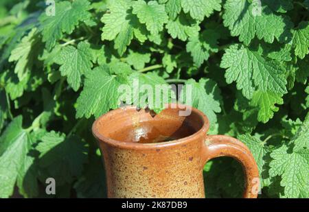 motherwort tea in the garden Stock Photo - Alamy