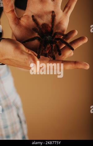 A mans hand holding a large tarantula spider Stock Photo - Alamy