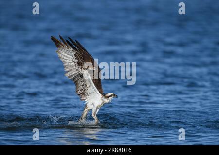 Osprey Grabbing Fish from Water Stock Photo - Alamy