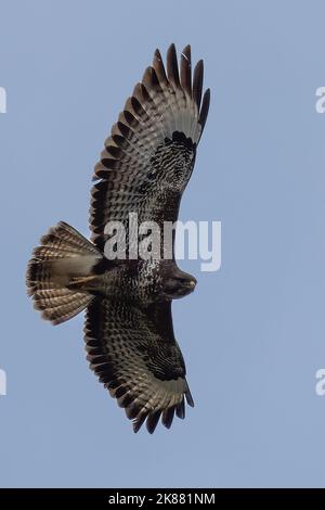 A low angle shot of buzzard with open wings soaring in blue sky Stock ...