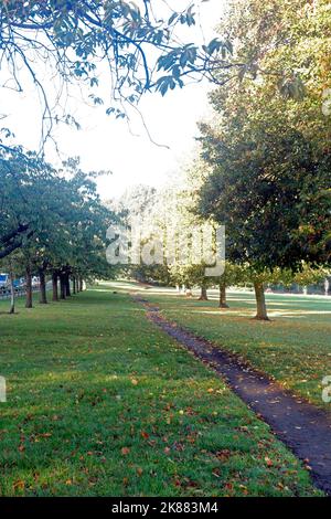 Autumn tree, Cardiff. October 2022. Autumn Stock Photo - Alamy