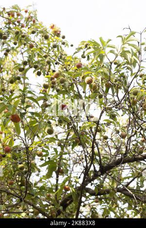 Cornus capitata - Bentham's cornel tree Stock Photo - Alamy