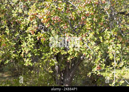 Malus sikkimensis - sikkim crabapple tree Stock Photo - Alamy