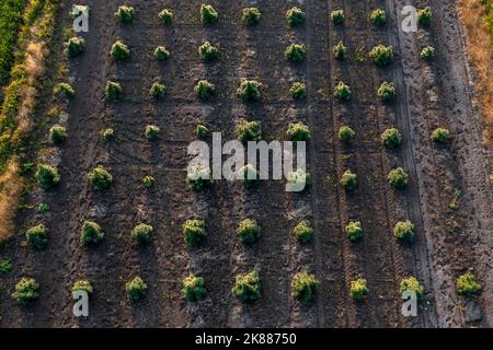 CBD hemp field, thickly planted stems of green industrial plants, top ...