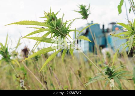 Combine harvester taking off the rich harvest on the industrial hemp ...