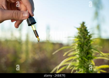 Hands holding bottle and dropper filled with CBD hemp oil, cannabis ...