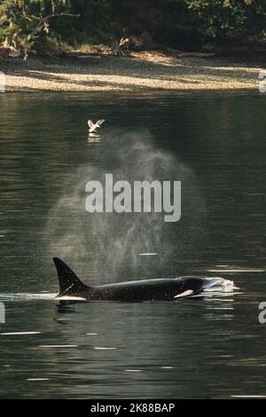 Orca (Orcinus orca - also known as killer whale) surfacing in Southeast ...