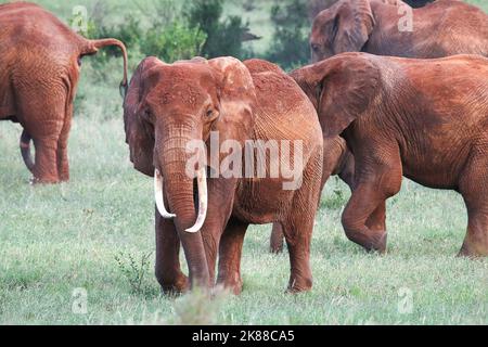 The famous red elephants Loxodonta africana from the savannah of Tsavo ...