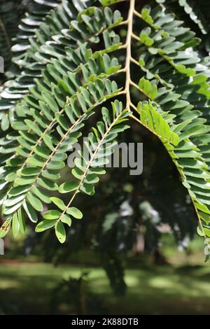 A Parkia timoriana tree in an arboretum in Kauai, Hawaii, USA Stock ...