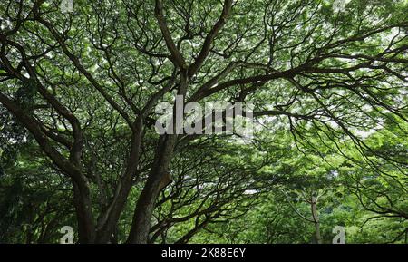 Monkey Pod (Raintree) tree canopy - Manoa, Oahu, Hawaii, USA Stock ...