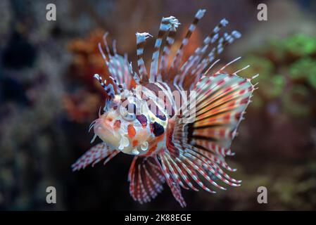 Lion fish with big fins Stock Photo - Alamy
