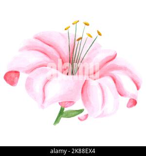 Handdrawn Watercolor pink lily flower with green leaves on the white ...
