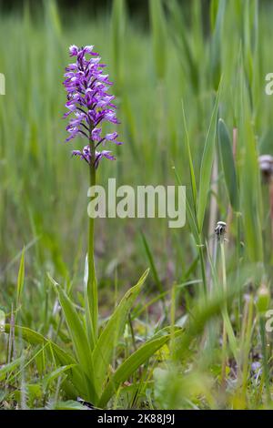 wild orchid in White Carpathian Mountains, Czech Republic Stock Photo ...