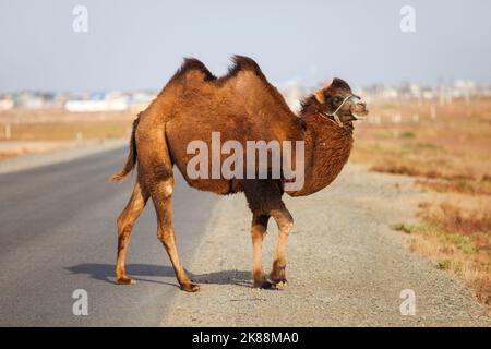 Domestic bactrian camel crossing the road in a steppe of Kazakhstan ...