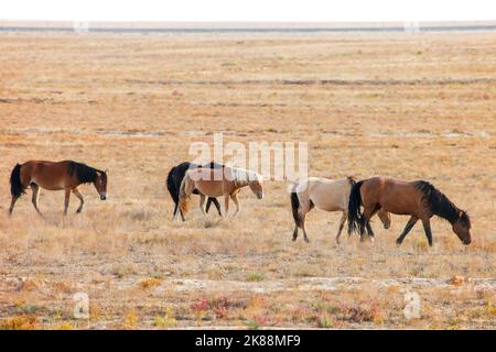 Horses in the steppe. A small herd of horses in a field Stock Photo - Alamy