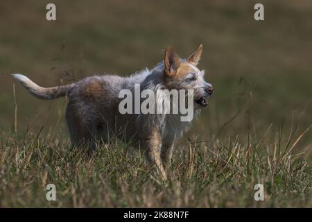 A ginger wire haired dog in a field Stock Photo - Alamy