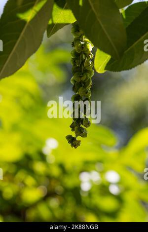 Elongated green clustered berry tree Stock Photo - Alamy