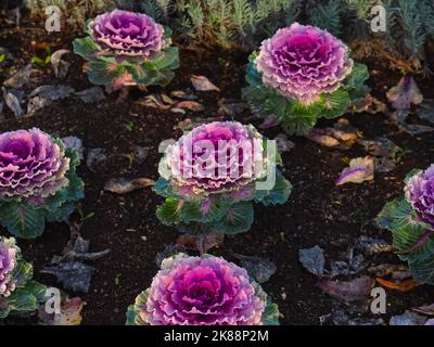 Brassica oleracea blooming red and white cabbage Stock Photo - Alamy