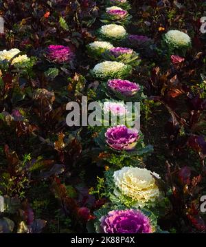 Brassica oleracea blooming red and white cabbage Stock Photo - Alamy
