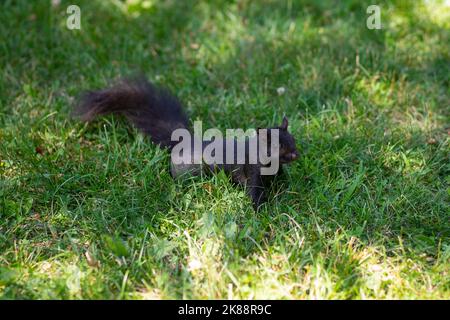 A closeup shot of a cute squirrel with a long tail in a field on a ...