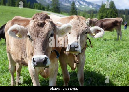 Brown cows in pastures in the foothills of the Alps Stock Photo - Alamy
