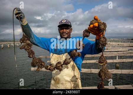 In Fangar Bay mussels and oysters are farmed. Ebro Delta Nature Reserve ...