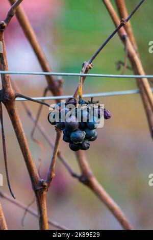 Blick über den Weinberg im Sonnenuntergang Stock Photo - Alamy