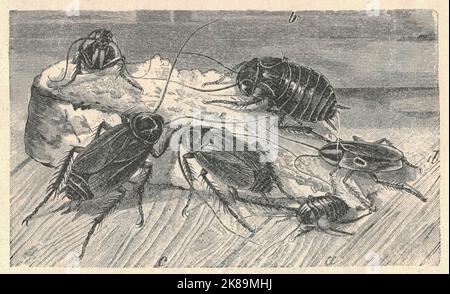 cockroach are a paraphyletic group of insects belonging to Blattodea ...