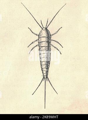 silverfish (Lepisma saccharinum) is a species of small, primitive ...