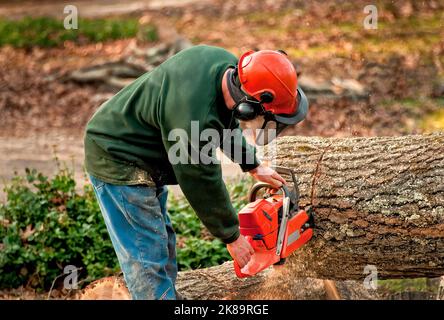 Worker uses chainsaw to cut tree stump in wooded area near storage shed ...