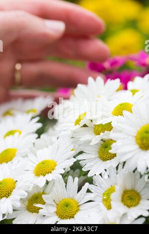 Male hand of gardener caressing blossoms of flowers with dew drops ...