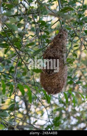 a small bird at the tip of a tree branch Stock Photo - Alamy