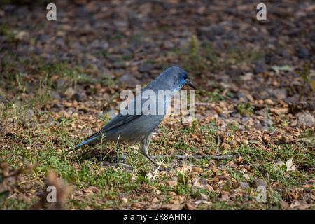 The pinyon jay (Gymnorhinus cyanocephalus) eating food in the tree, it ...