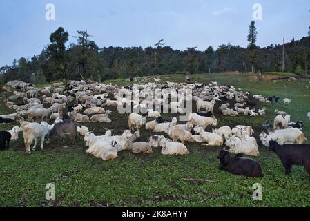 Pashmina Himalayan Mountain Long haired goat herd in upper Kullu Valley, beautiful healthy ...