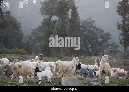 Pashmina Himalayan Mountain Long haired goat herd in upper Kullu Valley, beautiful healthy ...