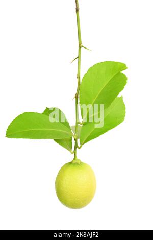 Fresh lemon flover isolated on green background. High resolution photo ...