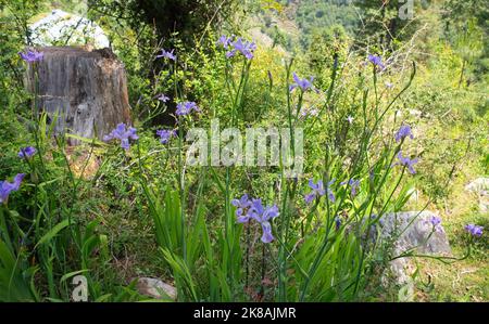 Alpine mountain scape with Iris flowers in a small meadow surrounded ...