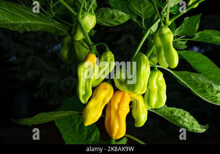 7 Pot Chaguanas Yellow hot chili pepper. Ripe orange and yellow peppers ...