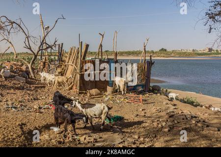Herd of goats at Tuti island in Khartoum, capital of Sudan Stock Photo ...
