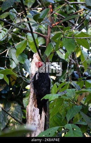 Guayaquil woodpecker in the trees of the Amazon Rainforest Stock Photo ...